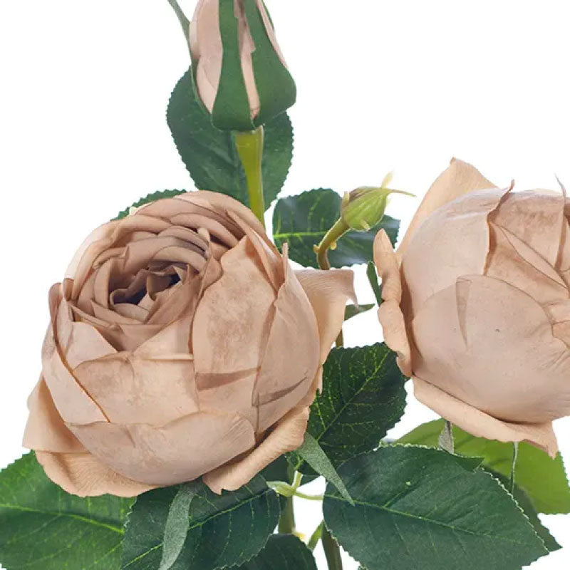 Rose Adele Spray Coffee – Changing Seasons