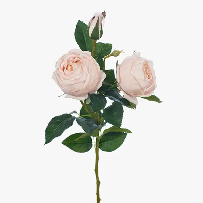 Rose Adele Spray Soft Pink – Changing Seasons