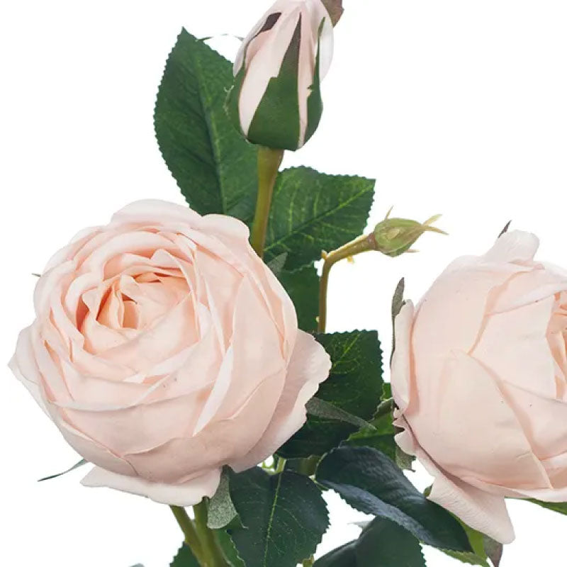 Rose Adele Spray Soft Pink – Changing Seasons